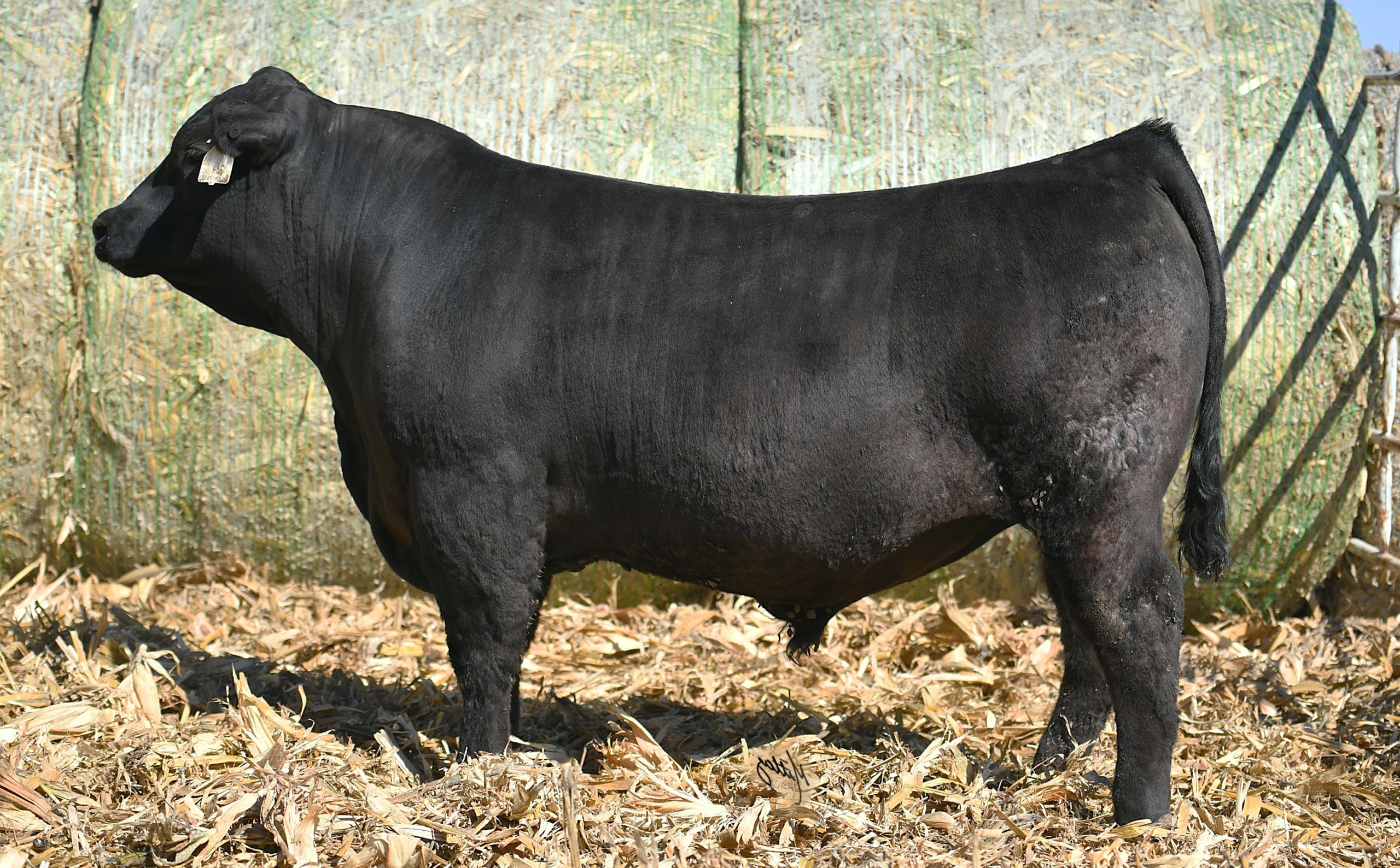 Bulls For Sale - 2XL Cattle Company, LLC - Angus Seedstock - Iowa